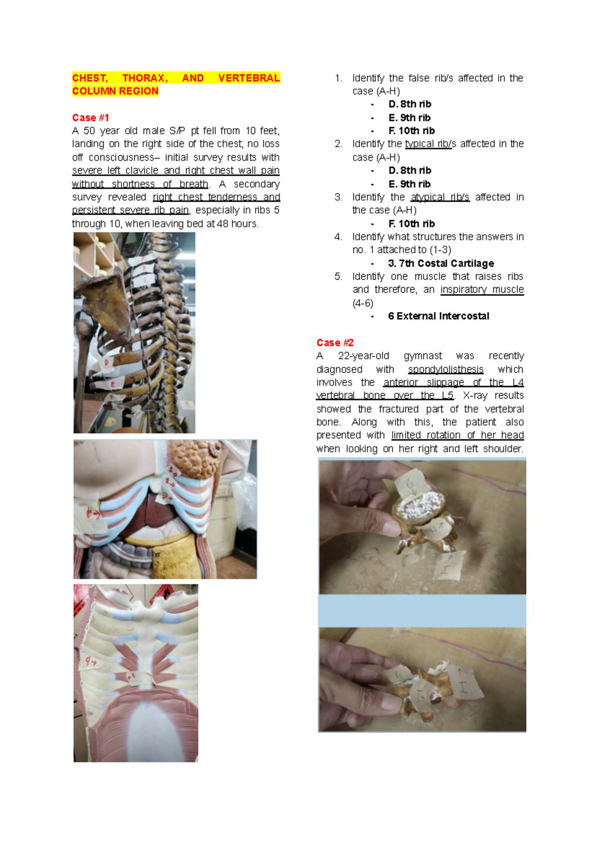 Gross LAB 2023 - Midterm - CHEST, THORAX, AND VERTEBRAL COLUMN REGION ...