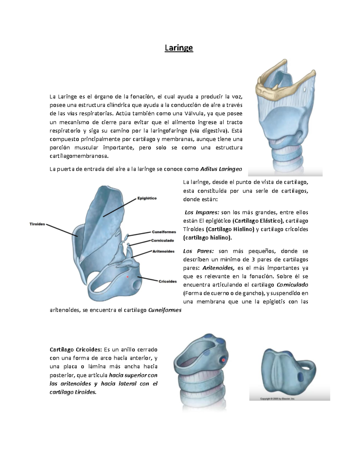Faringe 2-convertido - Laringe La Laringe es el órgano de la fonación ...