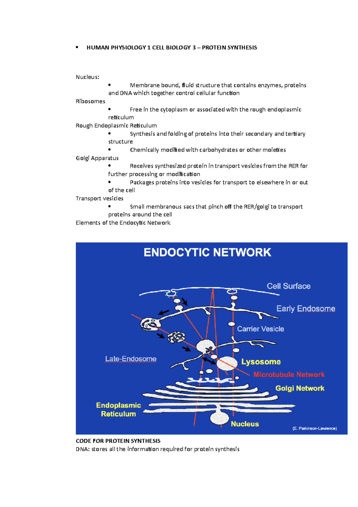 Protein Synthesis - HUMAN PHYSIOLOGY 1 CELL BIOLOGY 3 – PROTEIN ...
