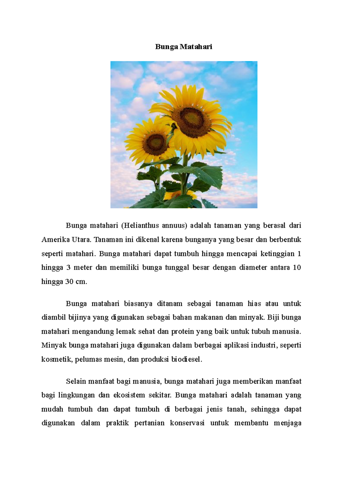 Bunga Matahari - Bunga Matahari Bunga matahari (Helianthus annuus ...