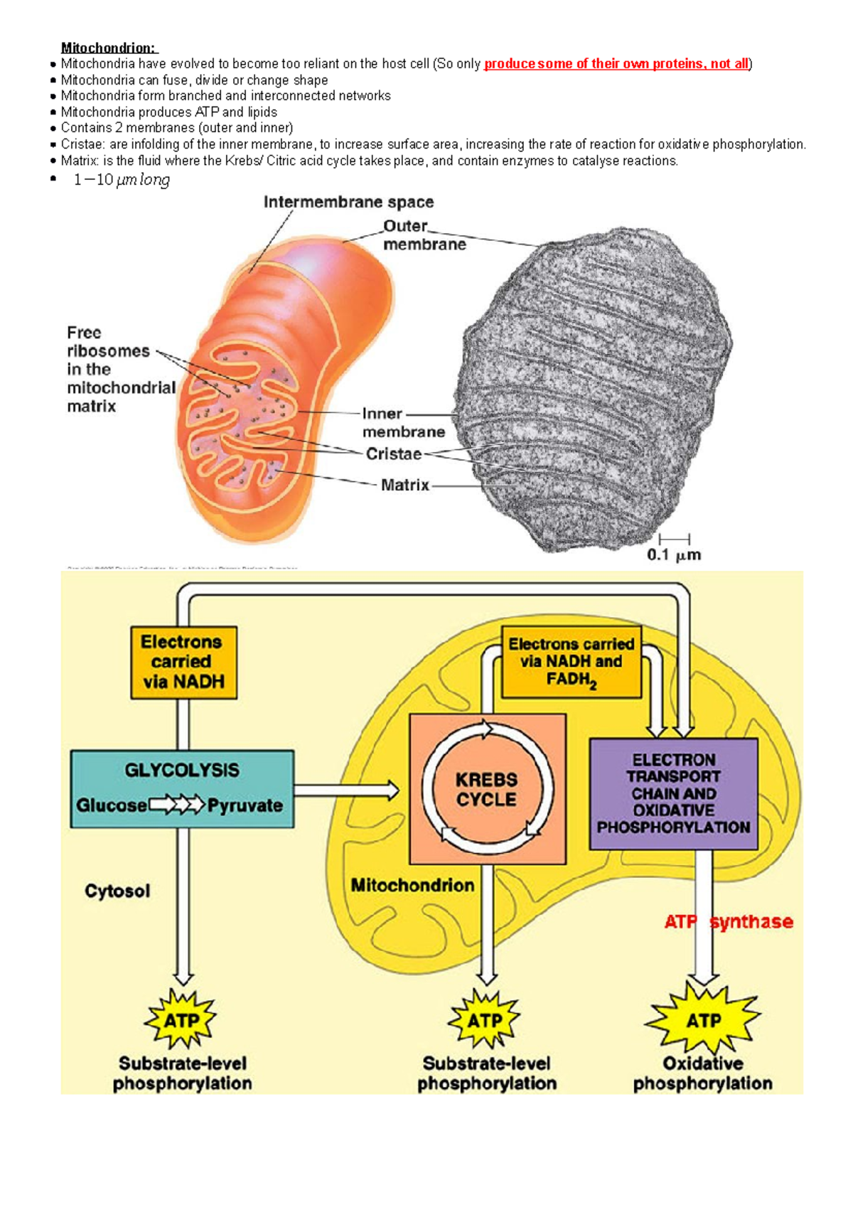 CELS 191 - Lecture 9- 10 (Mitocondrion) - Mitochondrion: Mitochondria ...