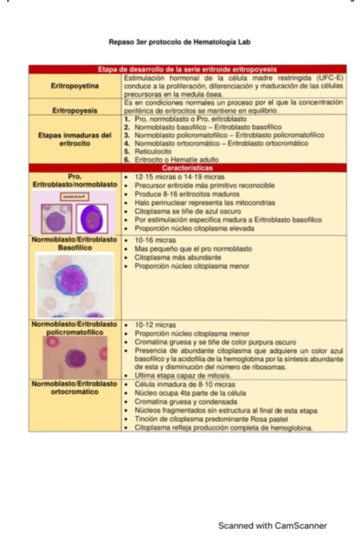 Repaso 3er protocolo de Hematología - Hematología Médica - Studocu