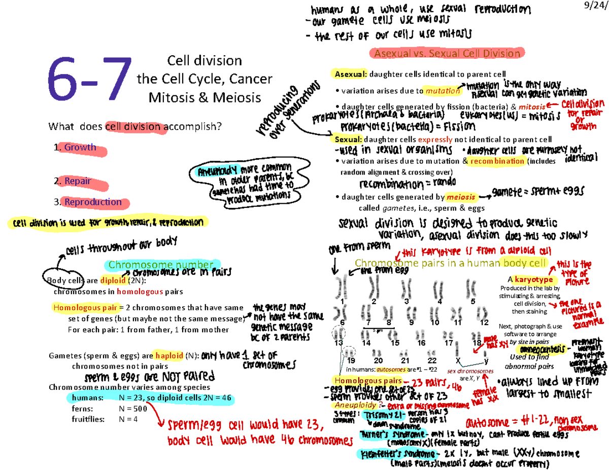 Cell division, the Cell Cycle, Cancer, Mitosis, Meiosis - 6(7& Cell ...