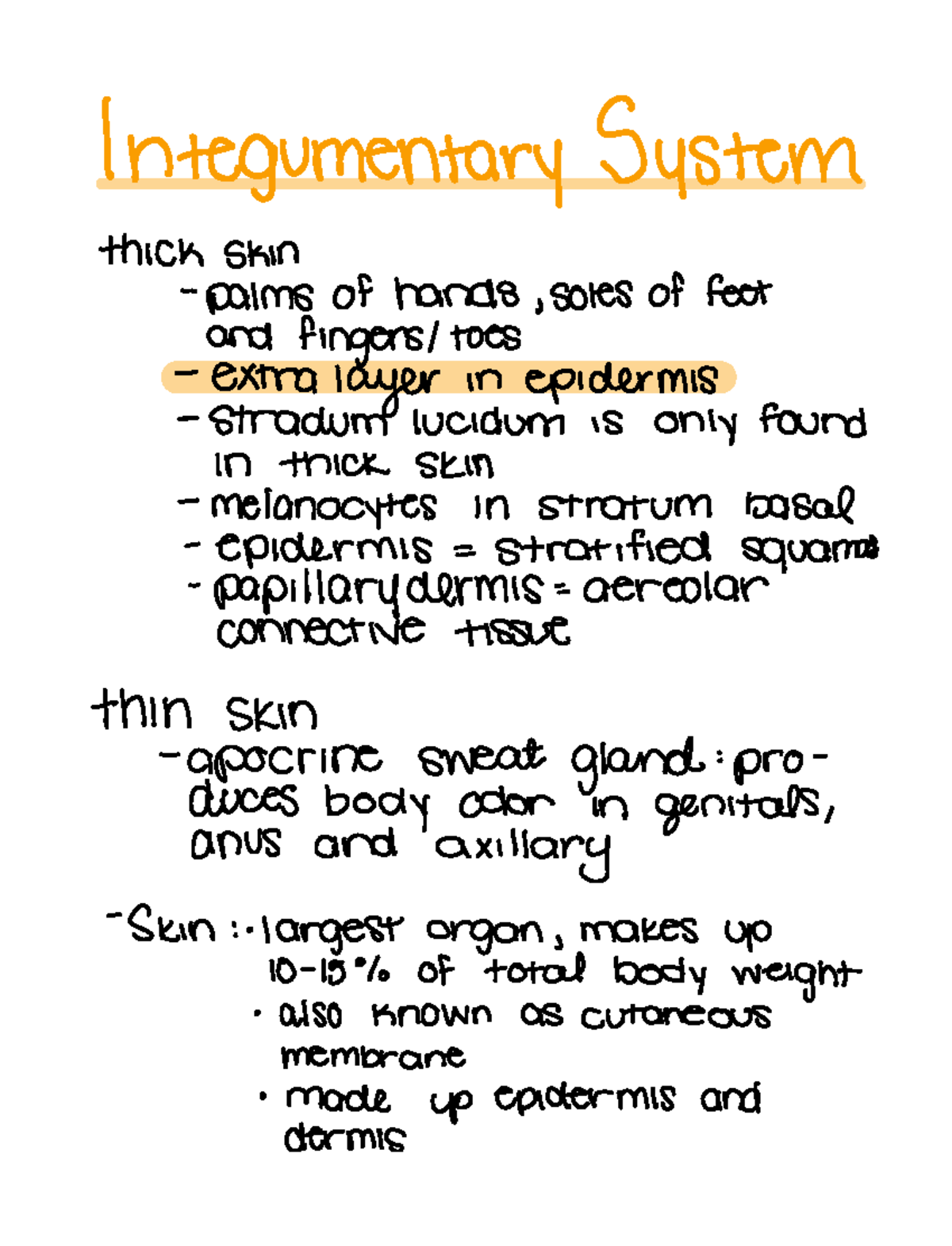 Integumentary system - Integumentary System thick Skin palms of hands ...