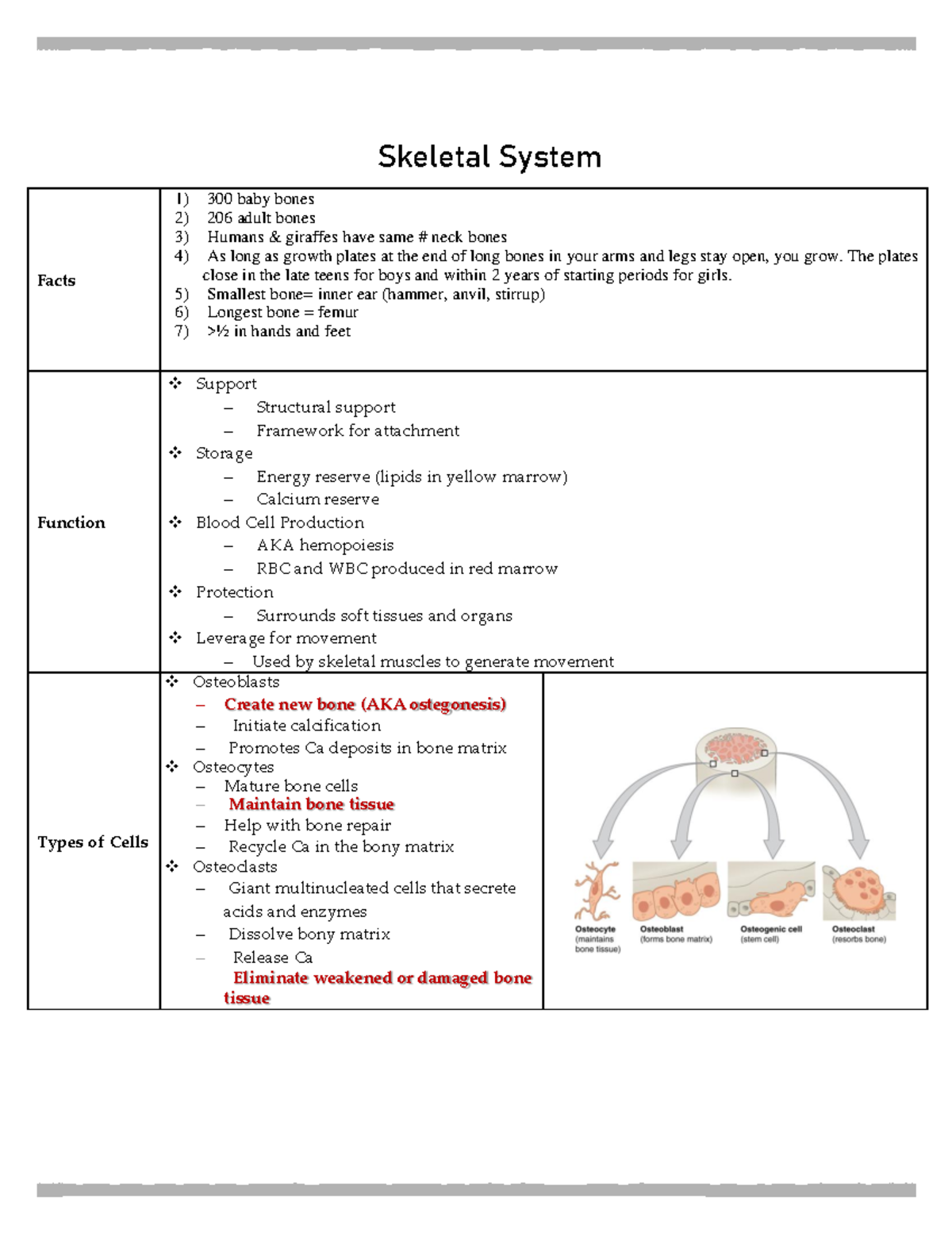 Skeletal system notes - Skeletal System Facts 1) 300 baby bones 2) 206 ...
