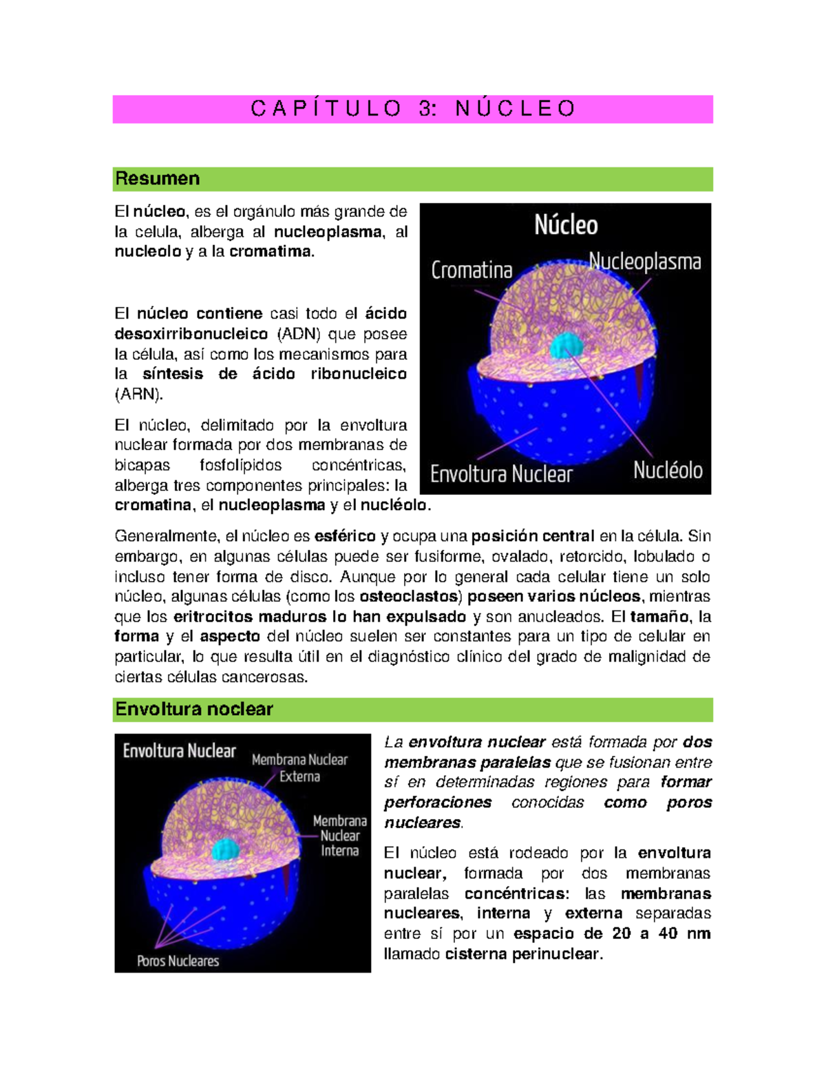 Resumen Histología - Leslie Gartner Capitulo 3 Nucleo - C A P Í T U L O ...