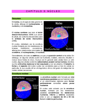 INFO importante - El sistema de noradrenalina se origina en el locus ...