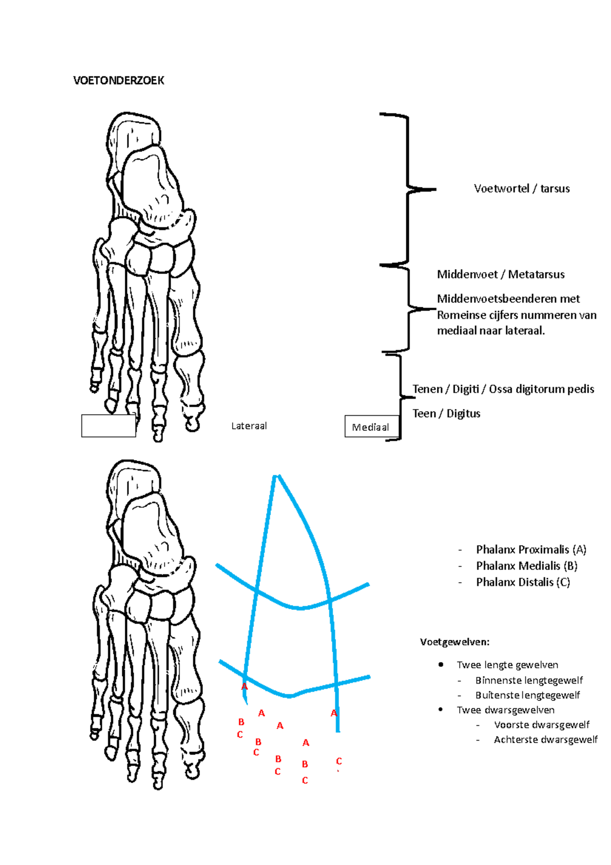 Pedicure voetskelet - VOETONDERZOEK Tenen / Digiti / Ossa digitorum ...