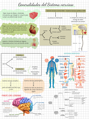 Breve Resumen Sobre Neuroanatomia Basica - BREVE RESUMEN SOBRE ...