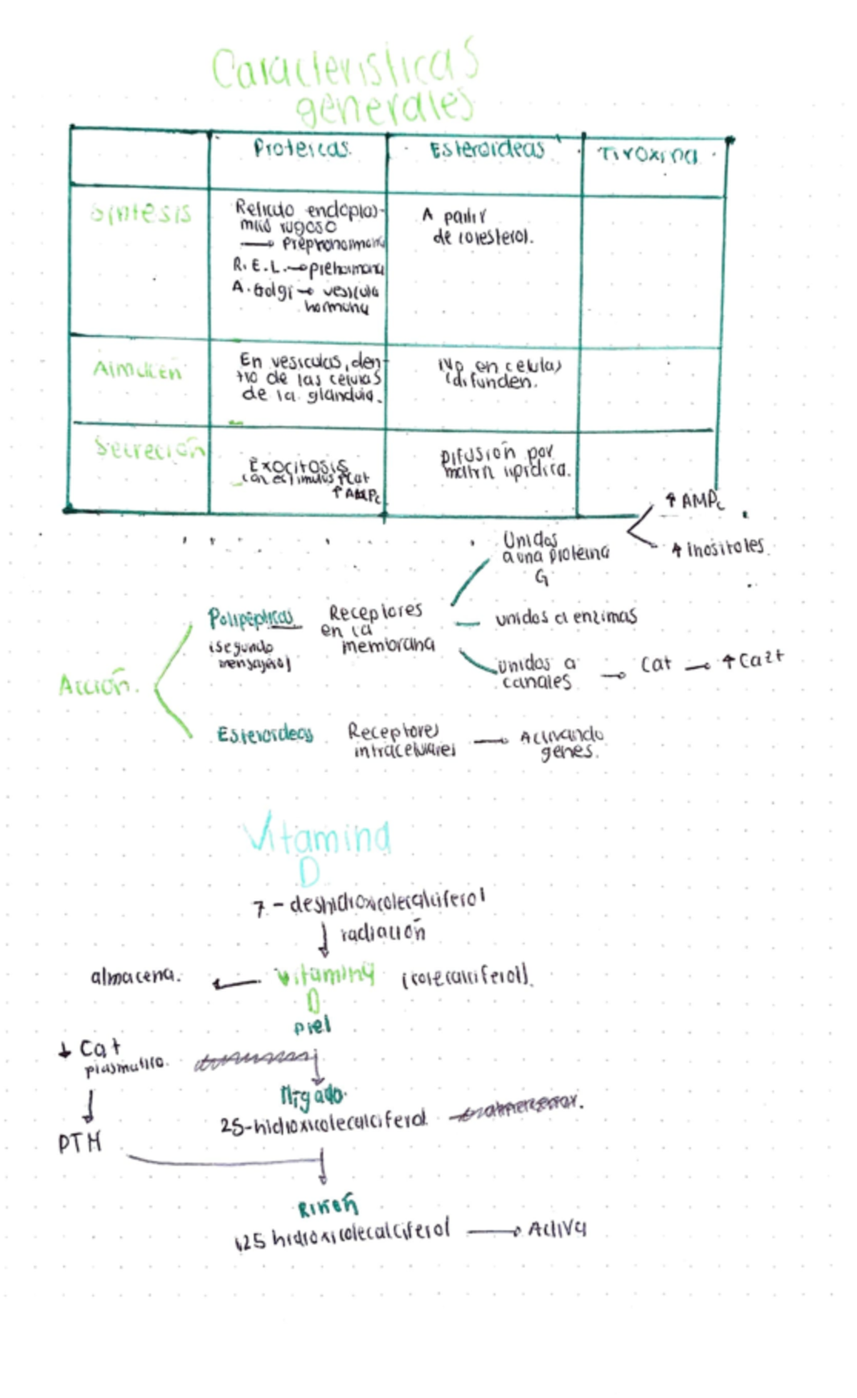 Tarjetas de endocrino - XXDX - ·)(\11¿:.;; : A\iXh.\í..\. i ...