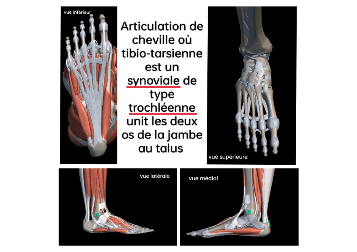 Articulation de cheville - anatomie - Studocu