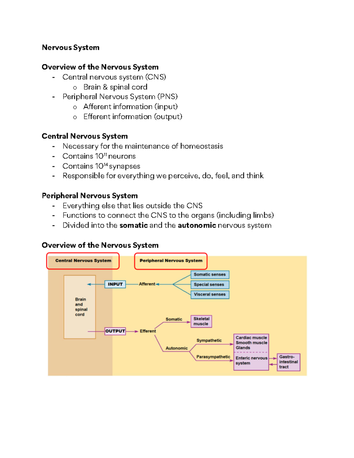 Lecture 04-13 - Nervous System - Nervous System Overview of the Nervous ...