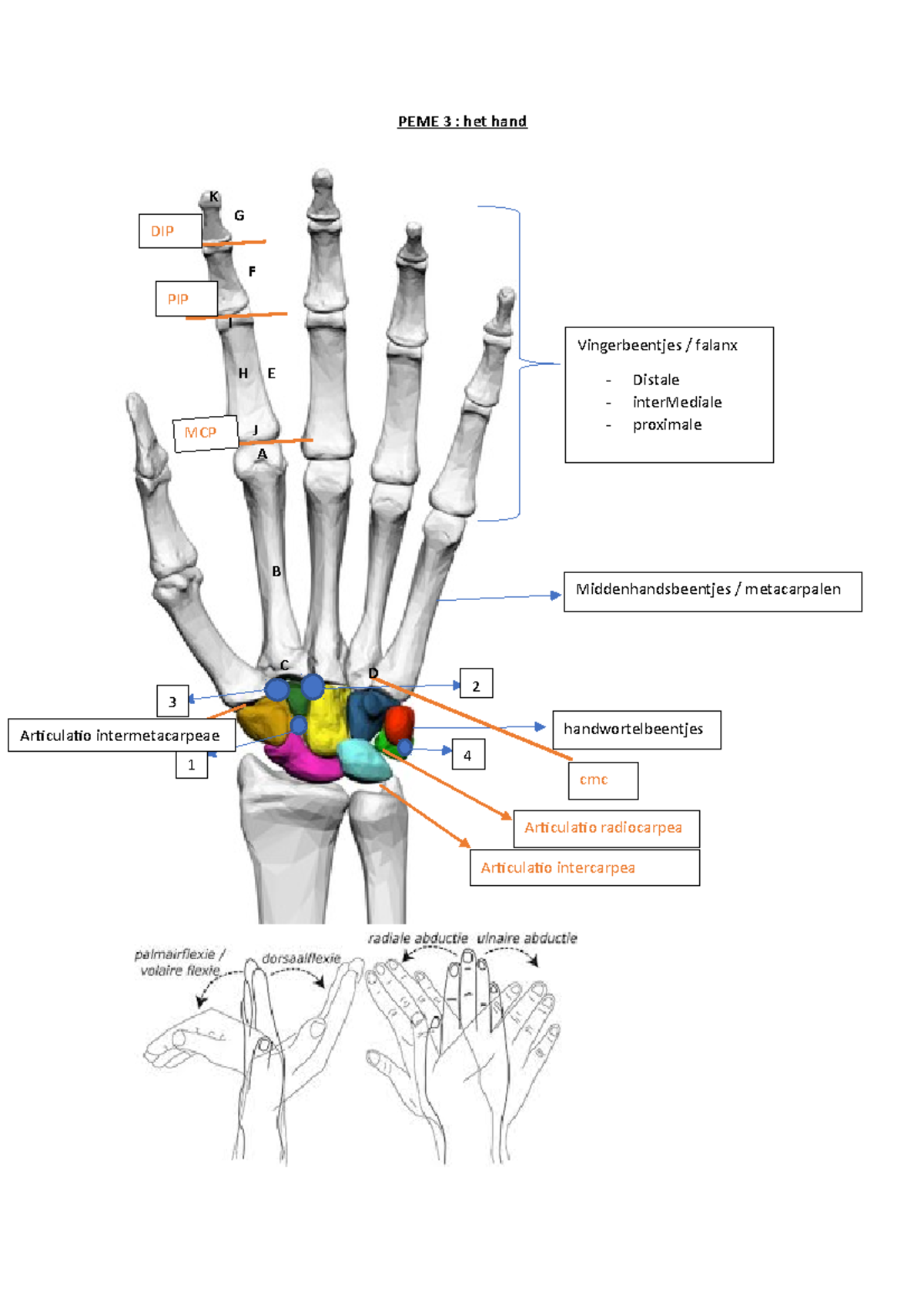PEME 3 het hand - PEME 3 : het hand K G DIP F PIP I Vingerbeentjes ...