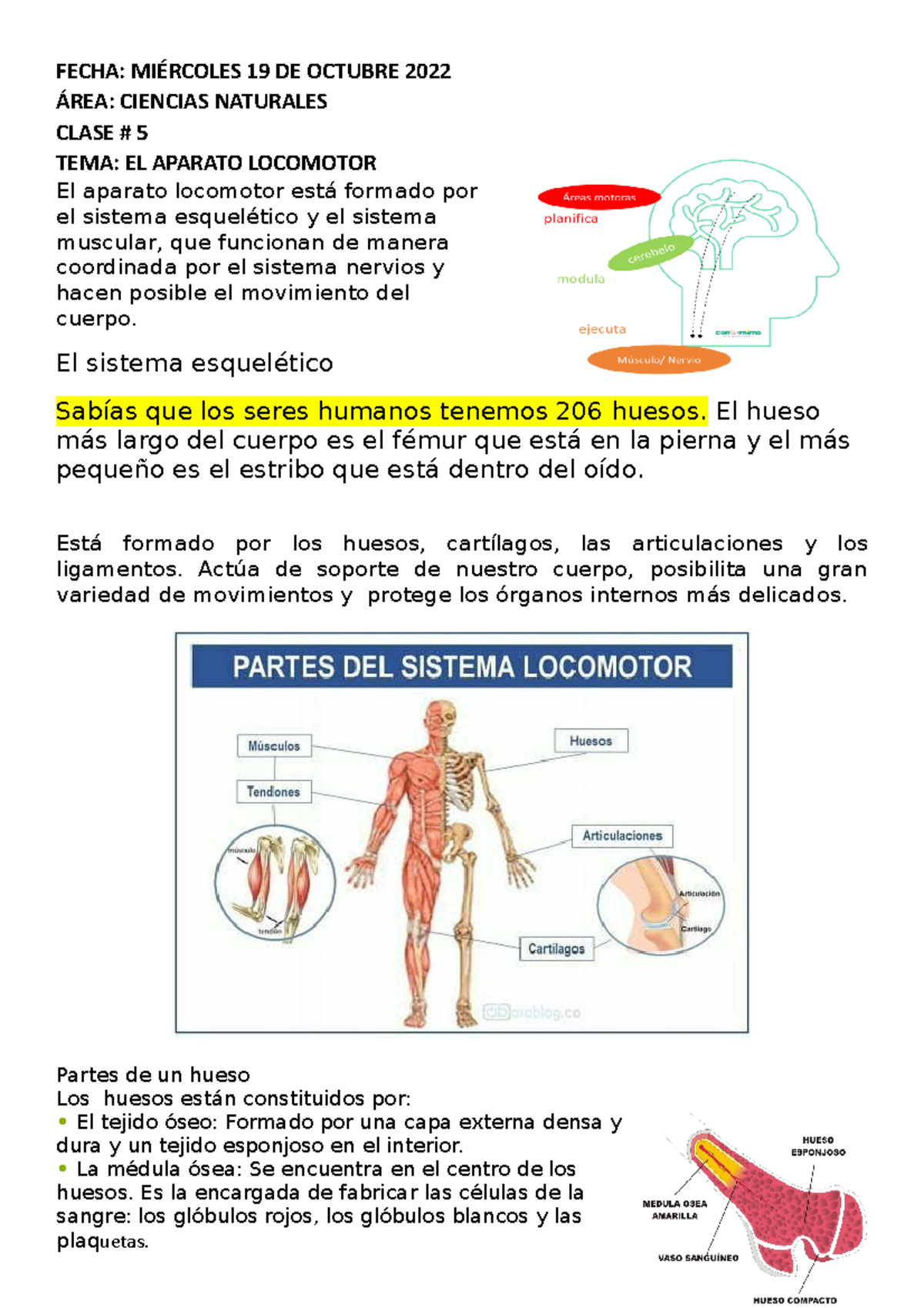 APARATO LOCOMOTOR RESUMEN - FECHA: MIÉRCOLES 19 DE OCTUBRE 2022 ÁREA ...