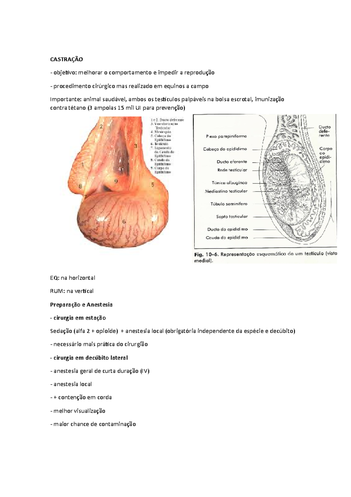 Castração - Resumos - CASTRAÇÃO objetivo: melhorar o comportamento e ...