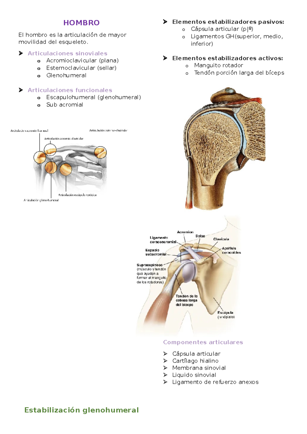 Palpacion - resumen anatomia funcional - HOMBRO El hombro es la ...