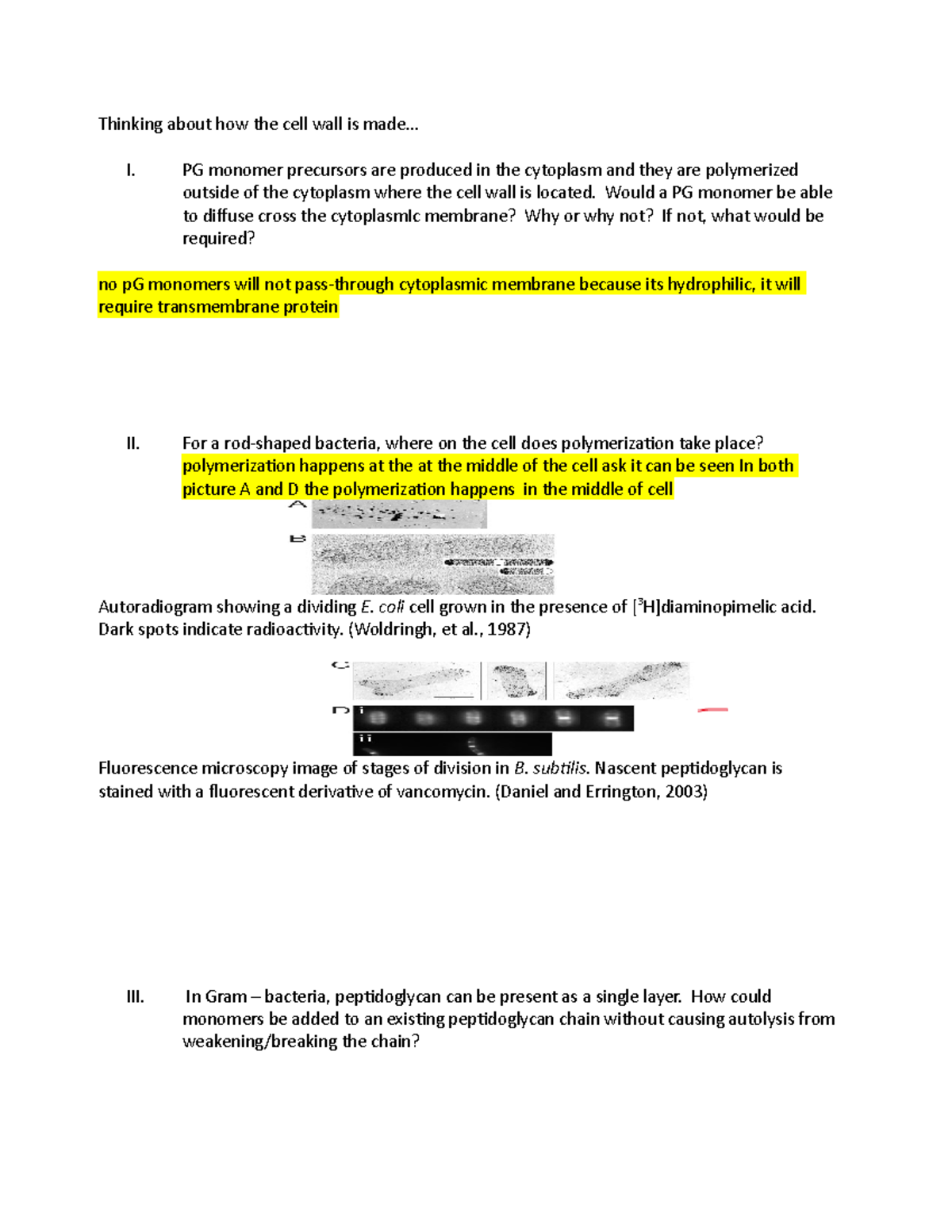 Peptidoglycan synthesis assignment - Thinking about how the cell wall ...