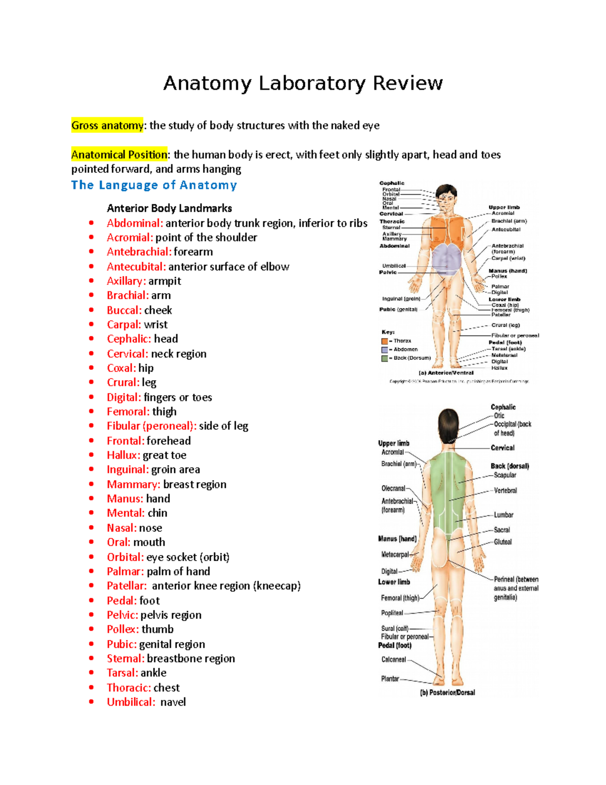 Comparative Anatomy Lab