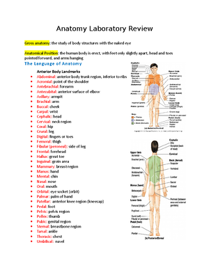 Brain lab activity - LAb - LAB EXERCISES – VISIBLE BODY: HUMAN ANATOMY ...