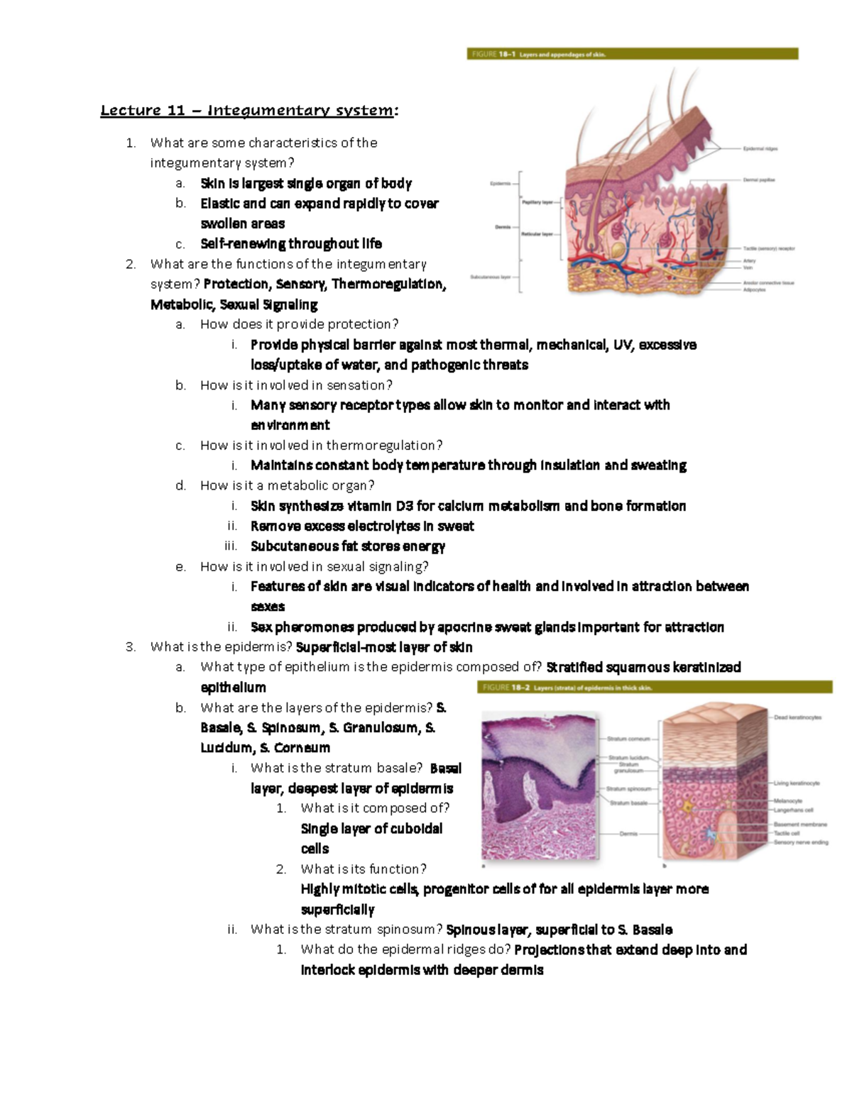 Lecture 11-Integumentary System - Lecture 11 – Integumentary system ...