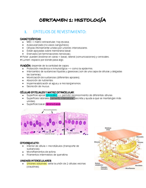 Sistema Respiratorio resumen - Warning: TT: undefined function: 32 Warning: TT: undefined ...