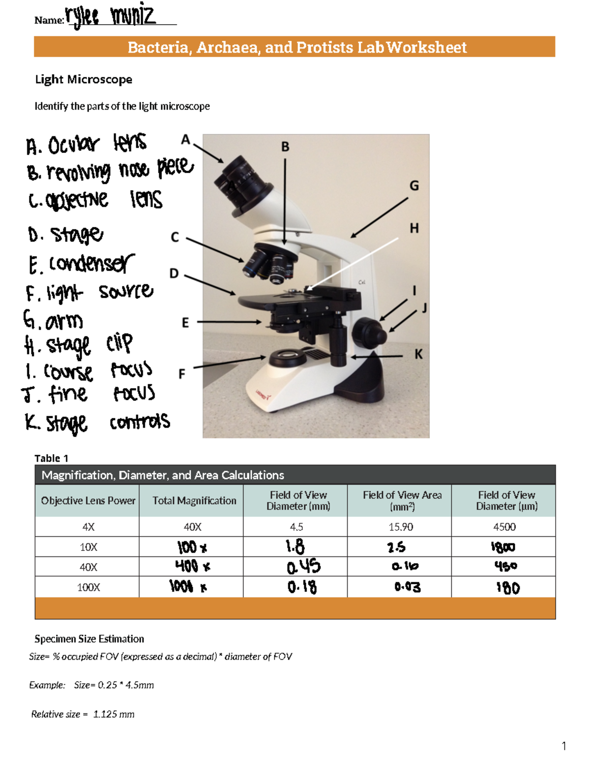 Lab 2 - lab 2 - Bacteria, Archaea, and Protists Lab Worksheet Light ...