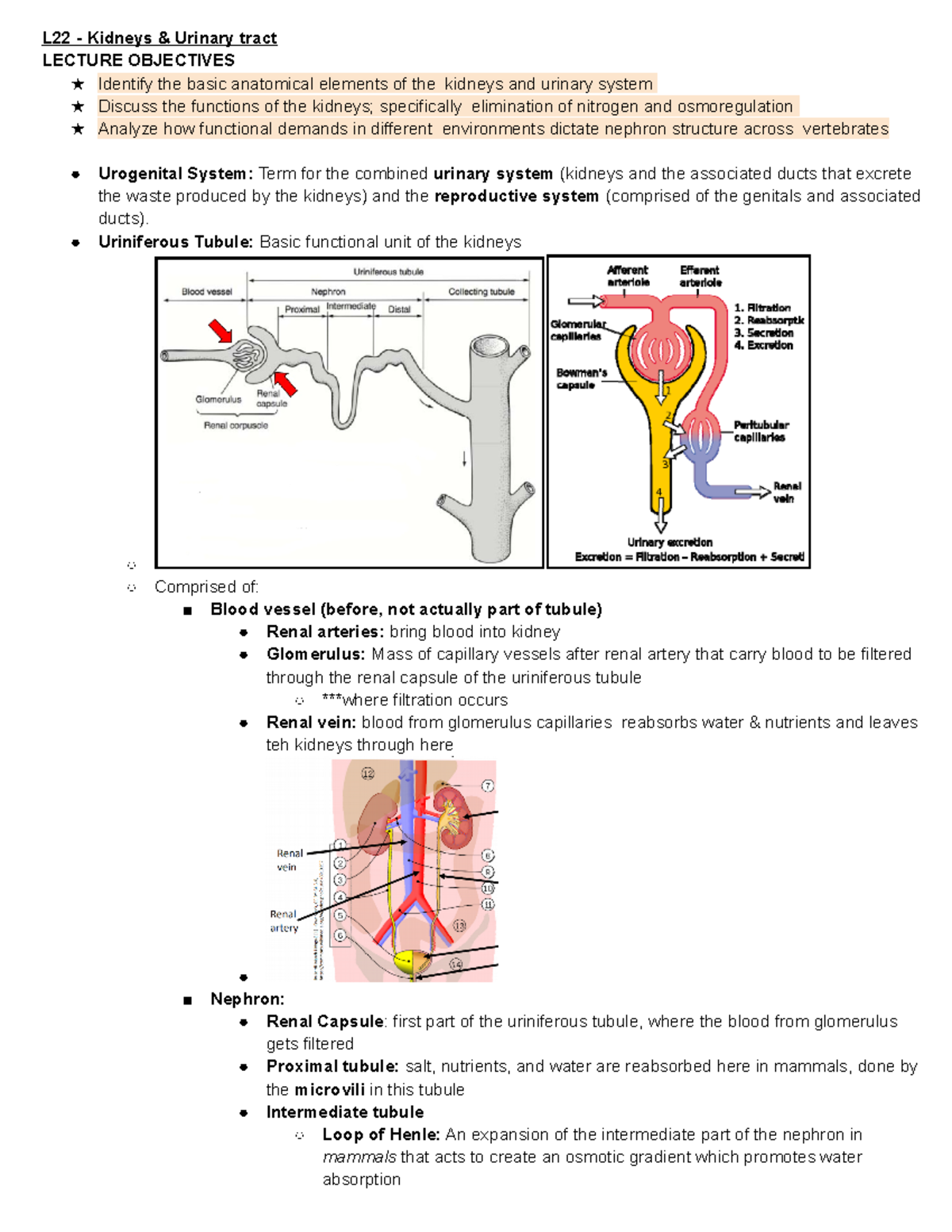 Exam 2 Urogenital System - L22 - Kidneys & Urinary tract LECTURE ...