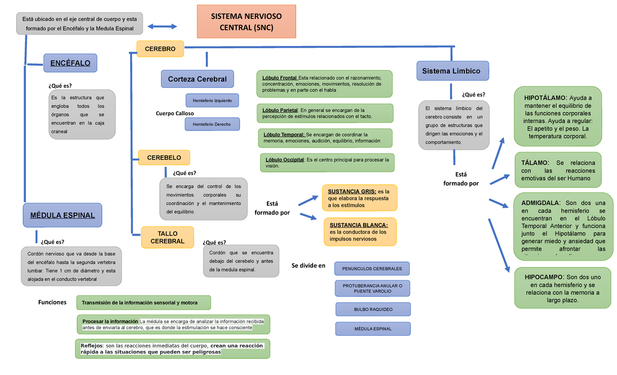 Mapa-conceptual-sistema nervioso - yyyyyyyyyyyyy Reflejos: son las ...