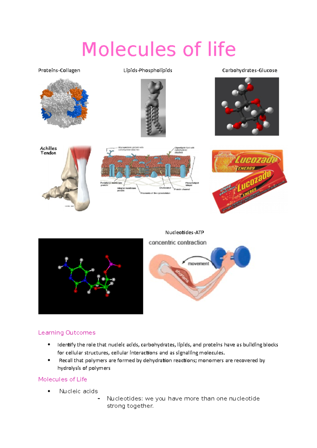 Molecules of life - Medicine notes - Molecules of life Proteins ...