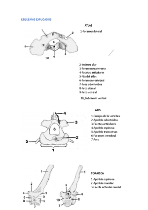 Mesodermo axial y paraxial A - CAPÍTULO 4 Evolución Embrionaria del ...