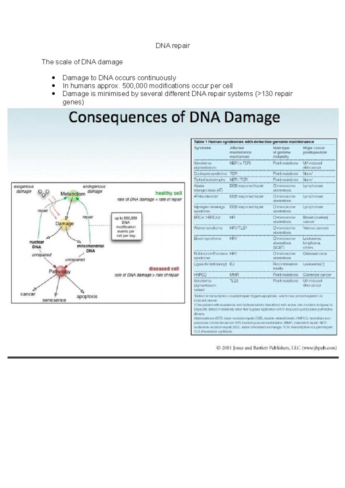 DNA repair - Lecture notes 4 - DNA repair The scale of DNA damage ...