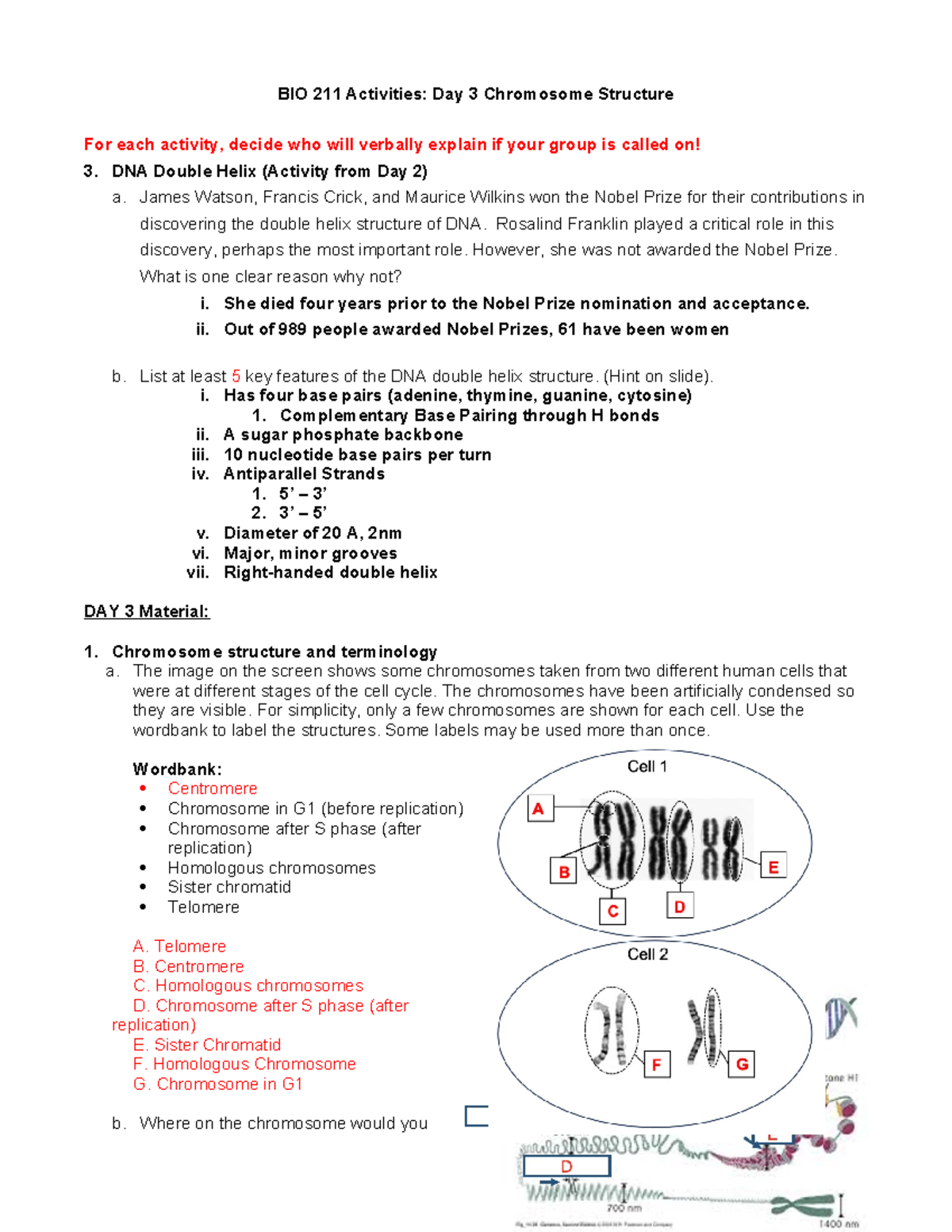 3-Chromosome Structure-post - BIO 211 Activities: Day 3 Chromosome ...