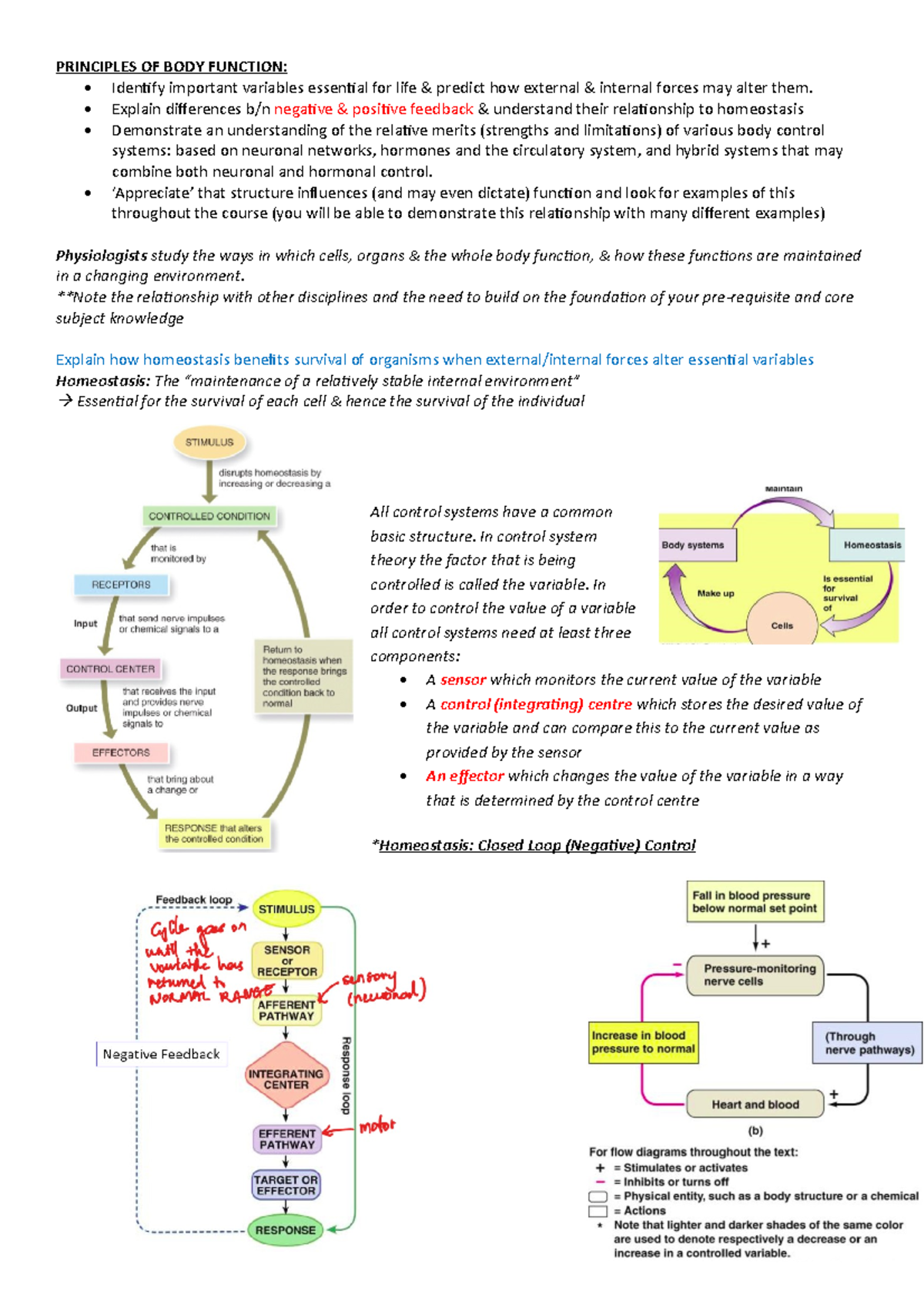 Principles of Body Function Lecture Notes - PRINCIPLES OF BODY FUNCTION ...