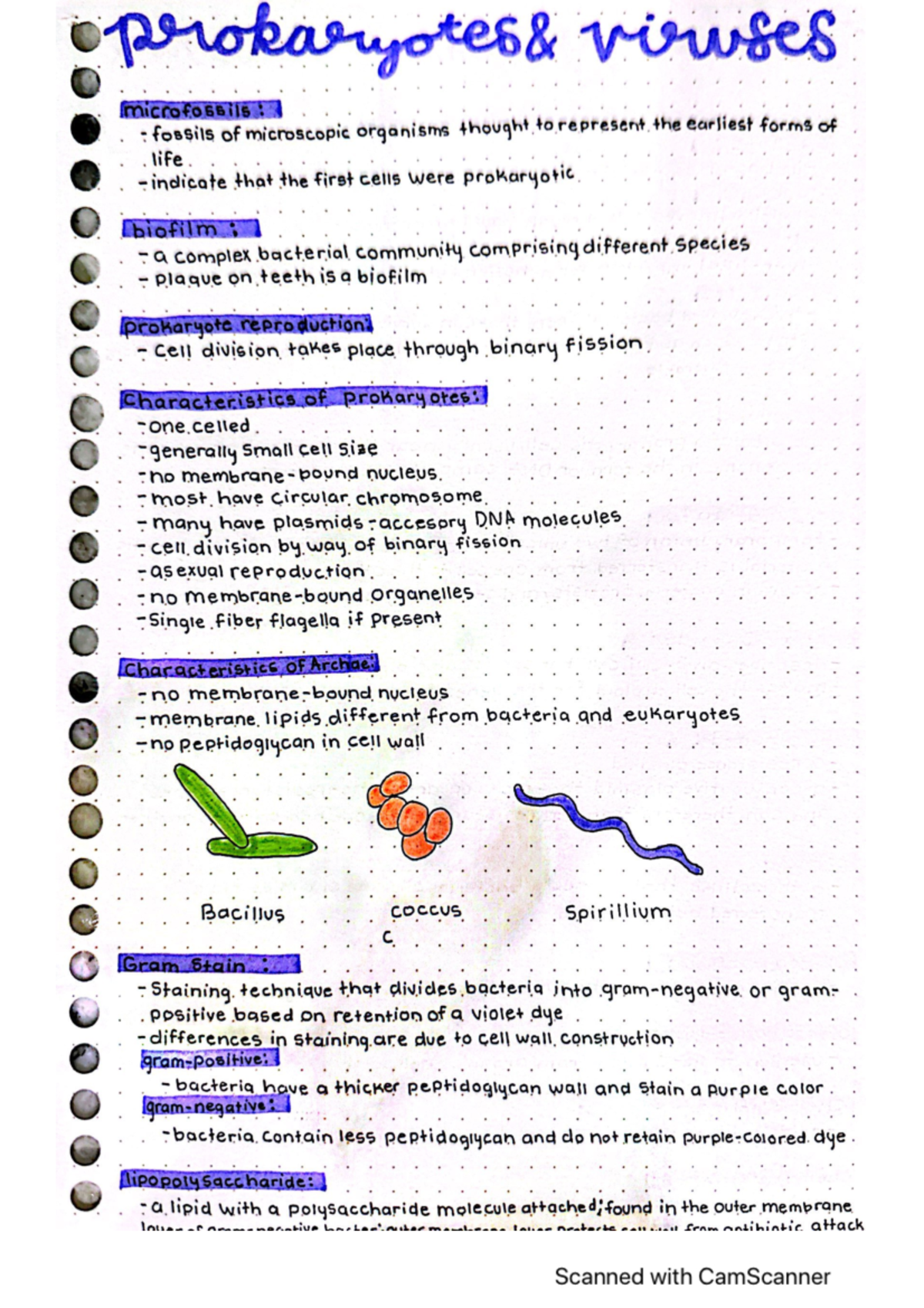 Prokaryotes and Viruses - Bio 1224 - Studocu