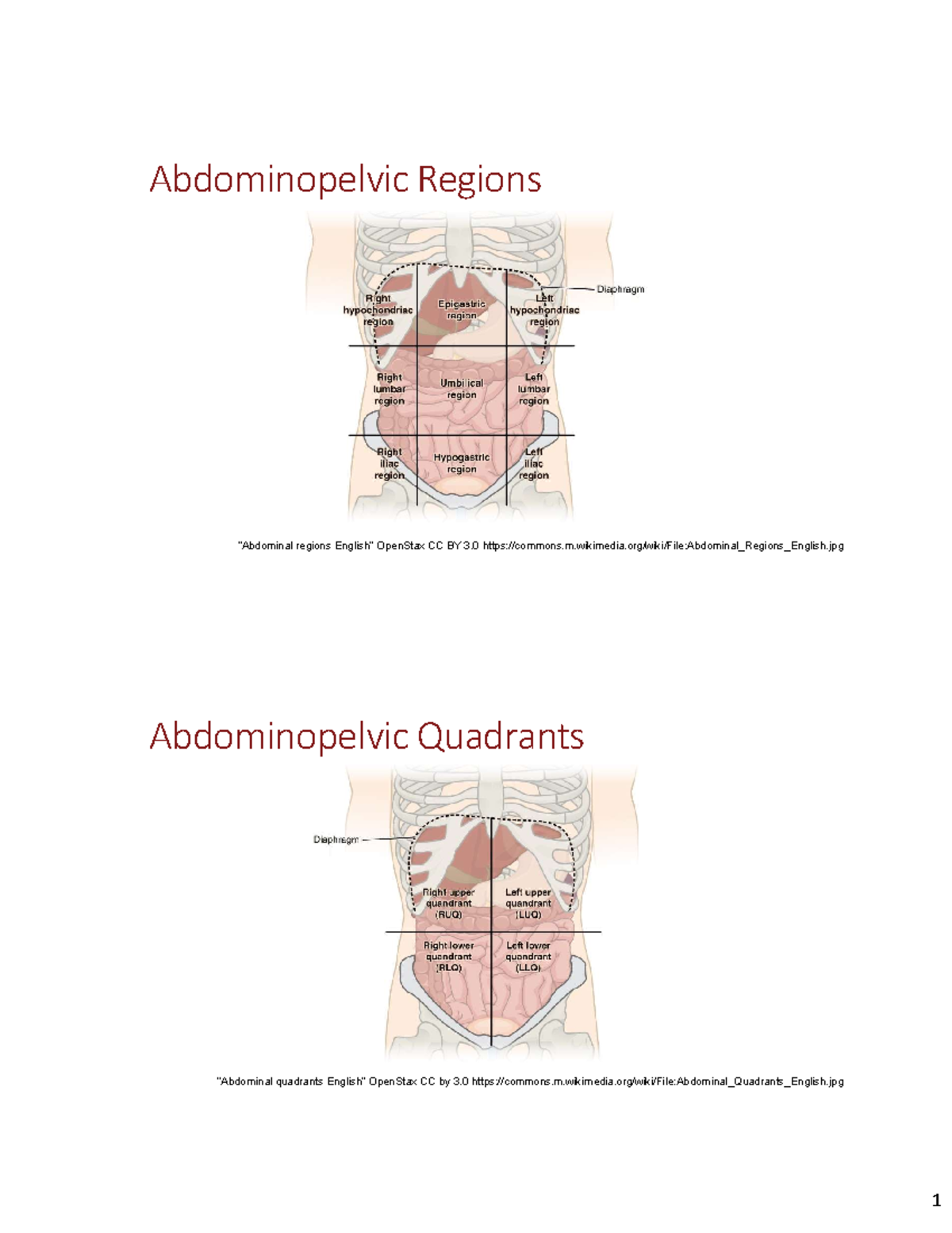 Digestive System Student 2Per Page 2 - Abdominopelvic Regions ...