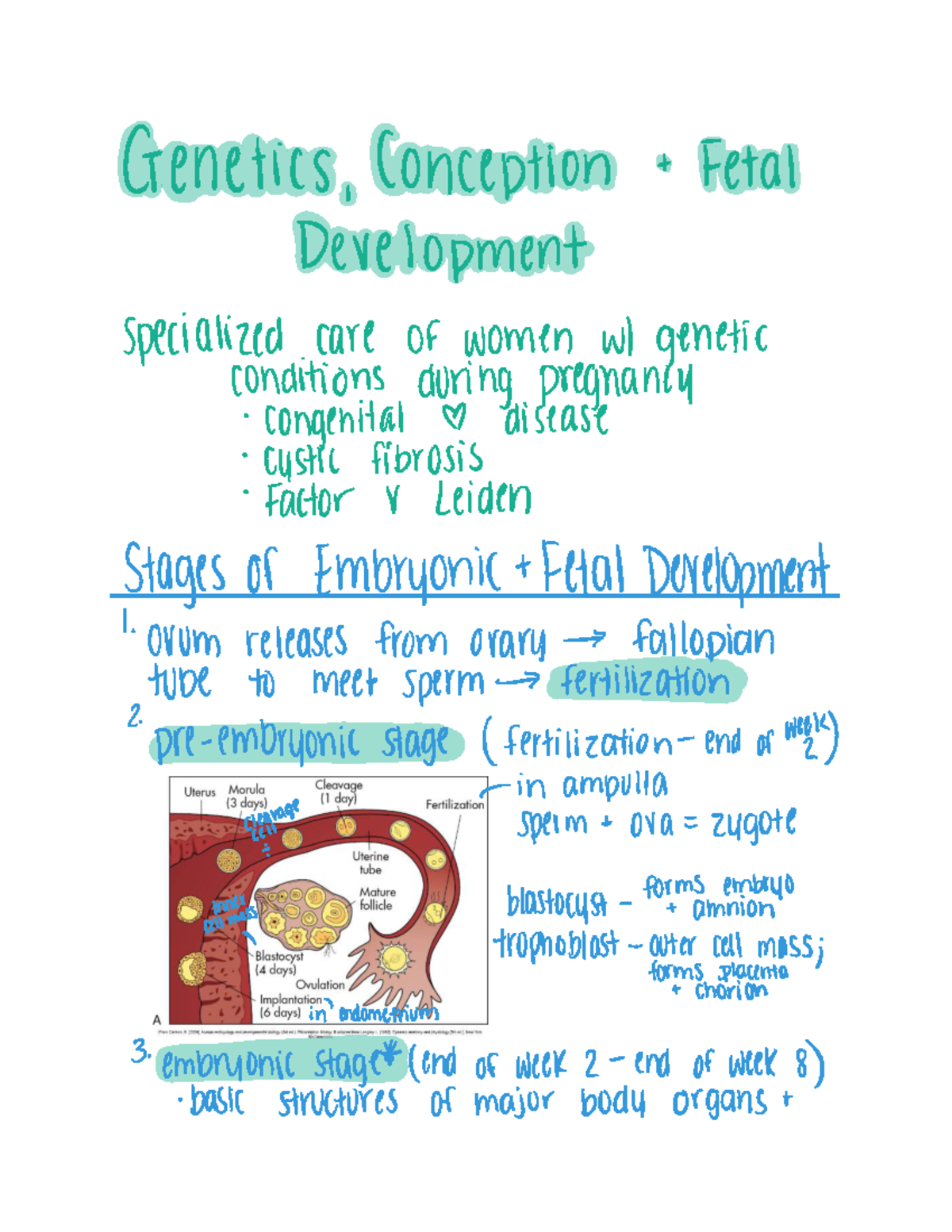 318 module 1a - Lecture notes 1 - Genetics Conception Fetal Development ...