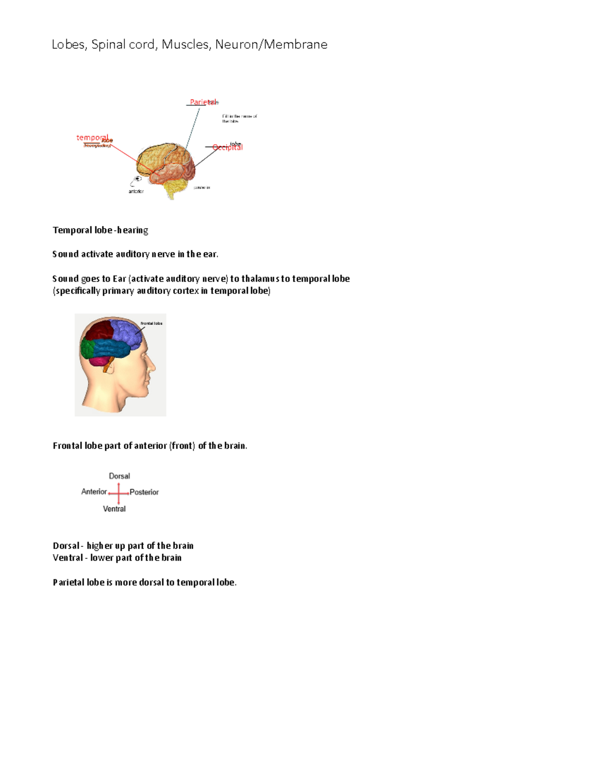 Lobes, Spinal Cord, Neurons, Membrane - Temporal lobe -hearing Sound ...