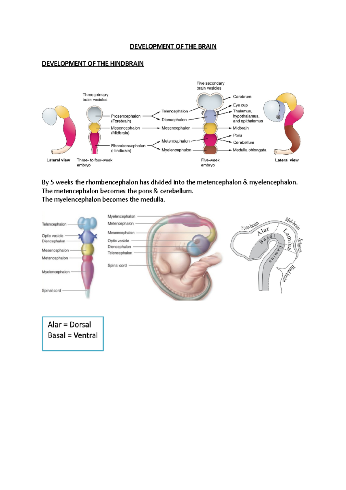 Neurodevelopment of the brain - DEVELOPMENT OF THE BRAIN DEVELOPMENT OF ...