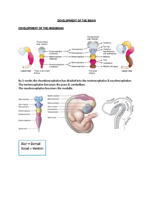 Neurulation - Lecture notes 2 - Neurulation The process of formation of ...