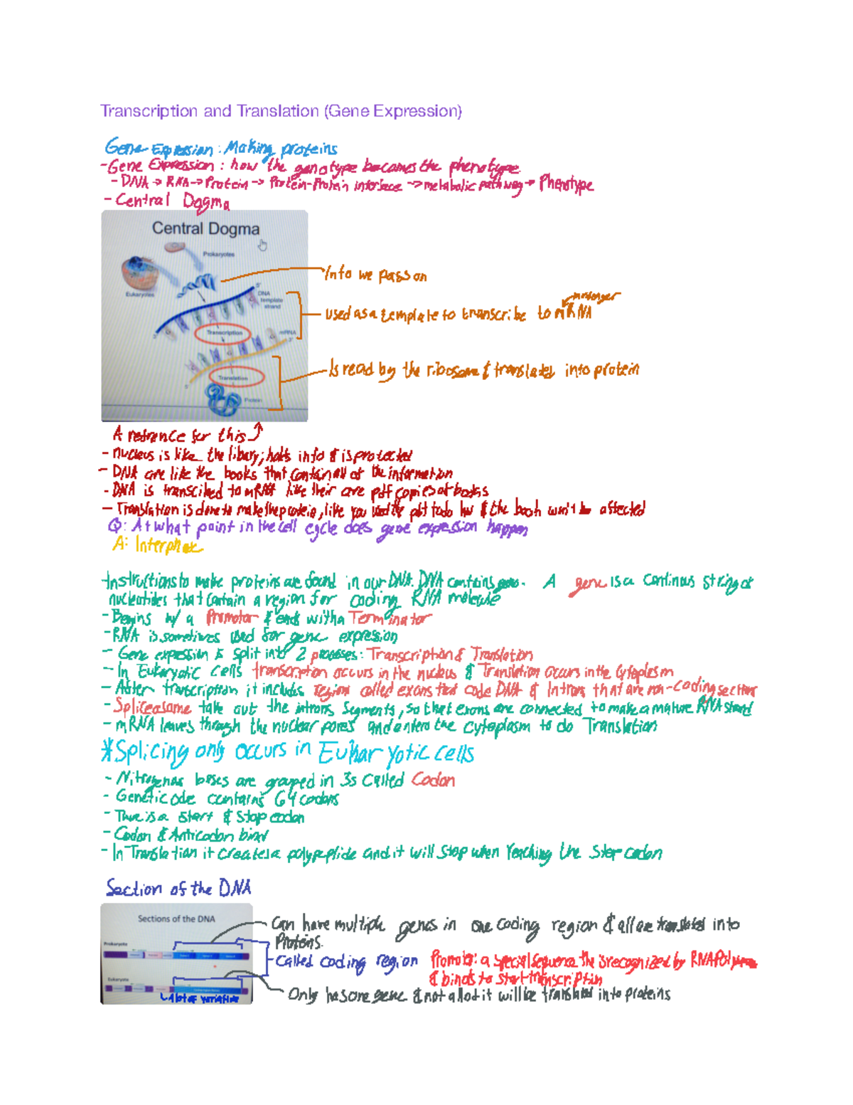 Bio 1 notes Part 3 - Transcription and Translation (Gene Expression ...