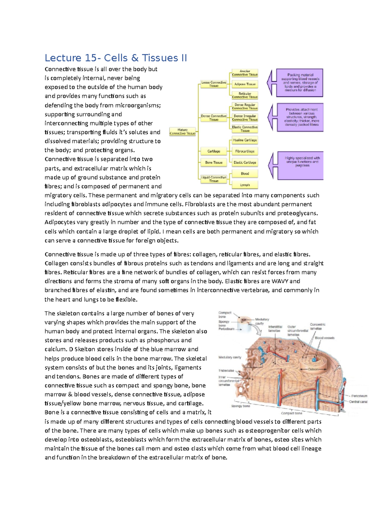 Lecture 15 - Lecture 15- Cells & Tissues II Connective tissue is all ...
