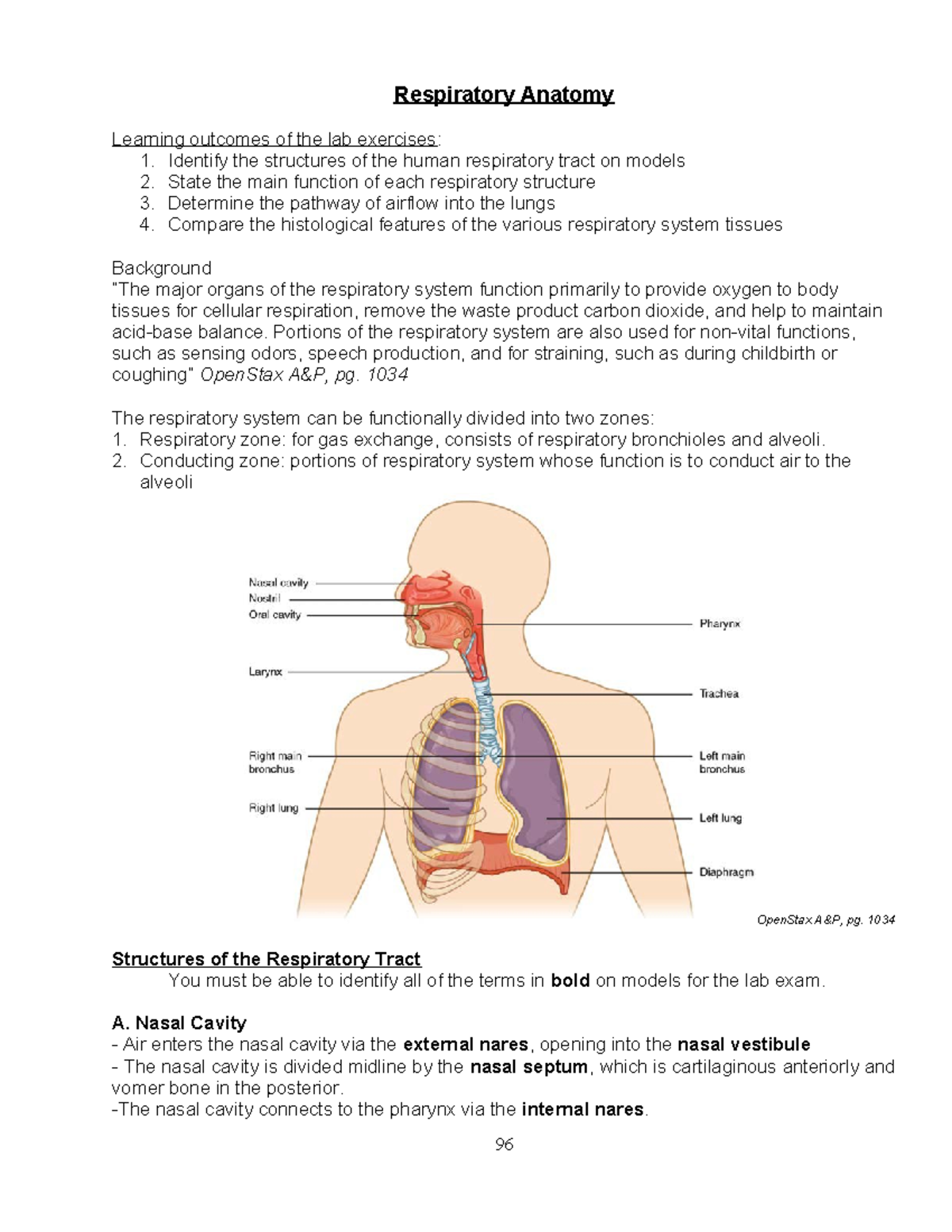 05 The Respiratory System Anatomy Worksheet-2 - Respiratory Anatomy ...