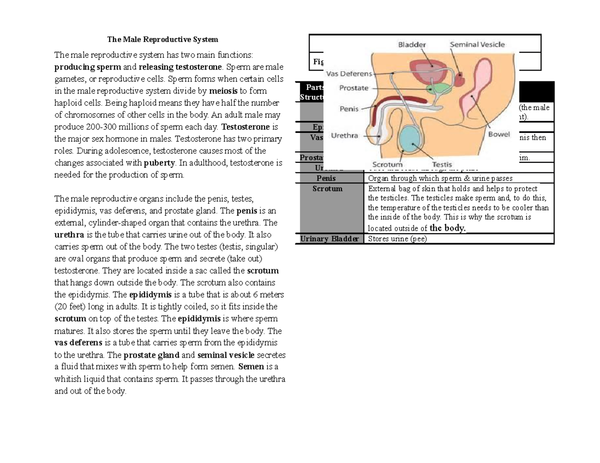3 8 ws - Reproductive system - The Male Reproductive System The male ...