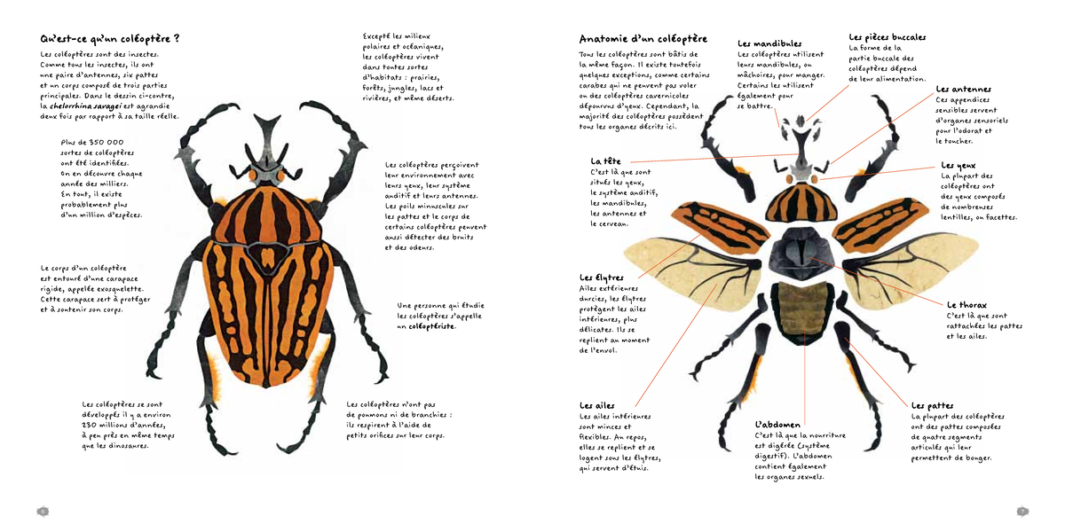 Faunistique Insectes Coléoptères - 6 7 Les pattes La plupart des ...