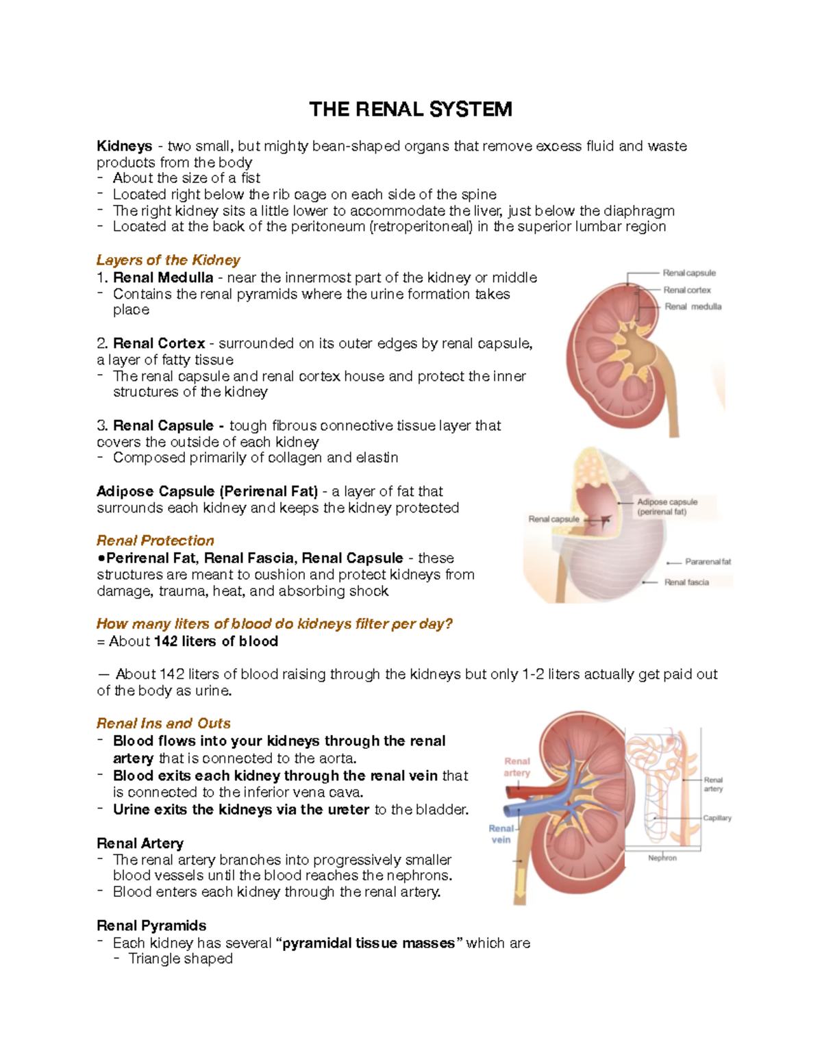 WEEK 15 LEC The Renal System Reviewer - THE RENAL SYSTEM Kidneys - two ...