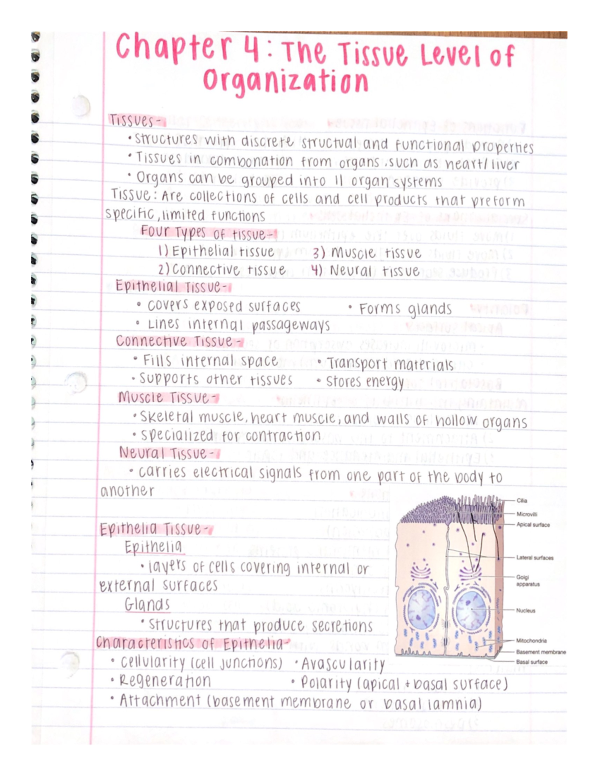Ch 4 Tissues - Tissue Notes with visuals - Chapter 4: The Tissue Levela ...