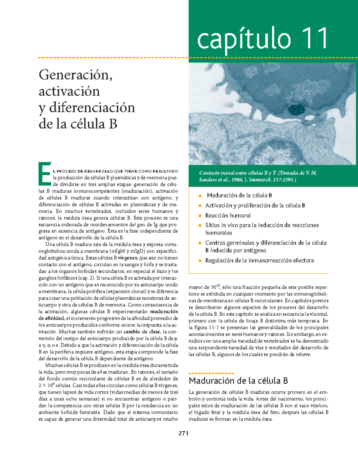 Linfocitos b - 271 Maduración de la célula B Activación y proliferación ...