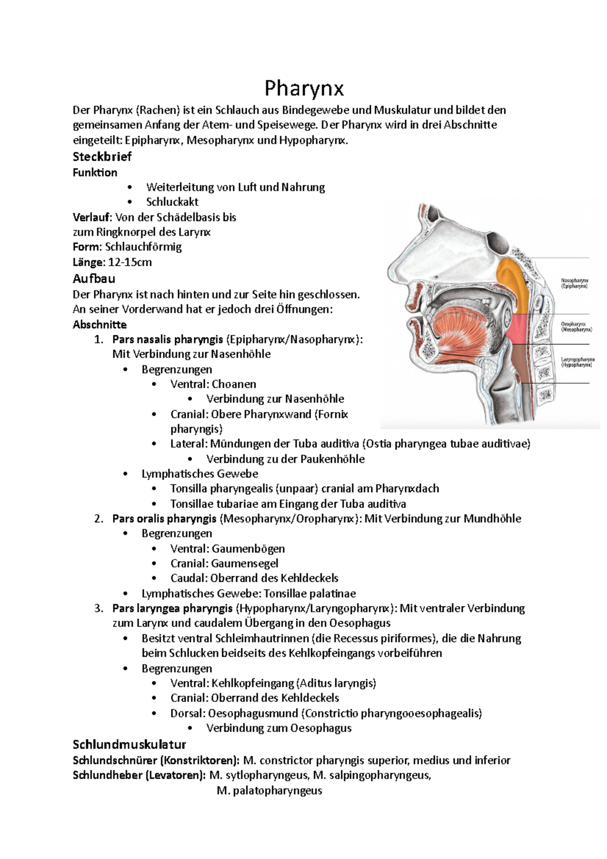 Pharynx - Der Pharynx wird in drei Abschnitte eingeteilt: Epipharynx ...