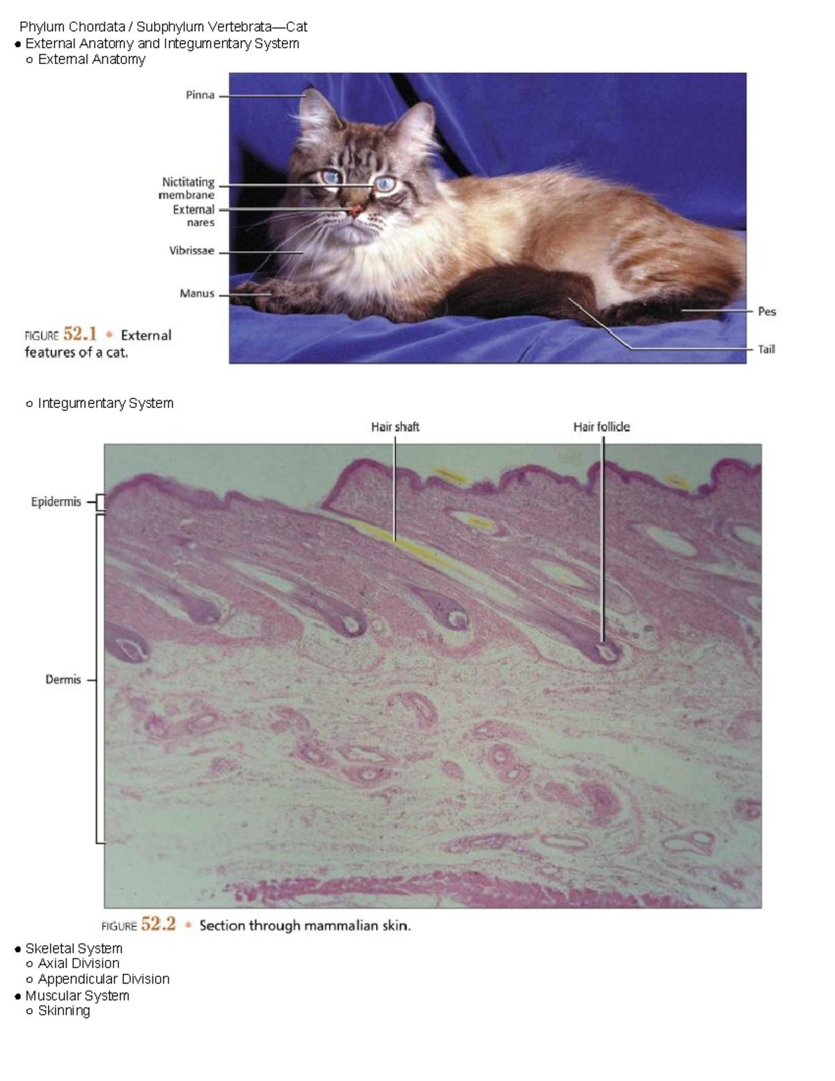 BIO 357-52 E2 notes - lab practical exam 2 - Phylum Chordata ...
