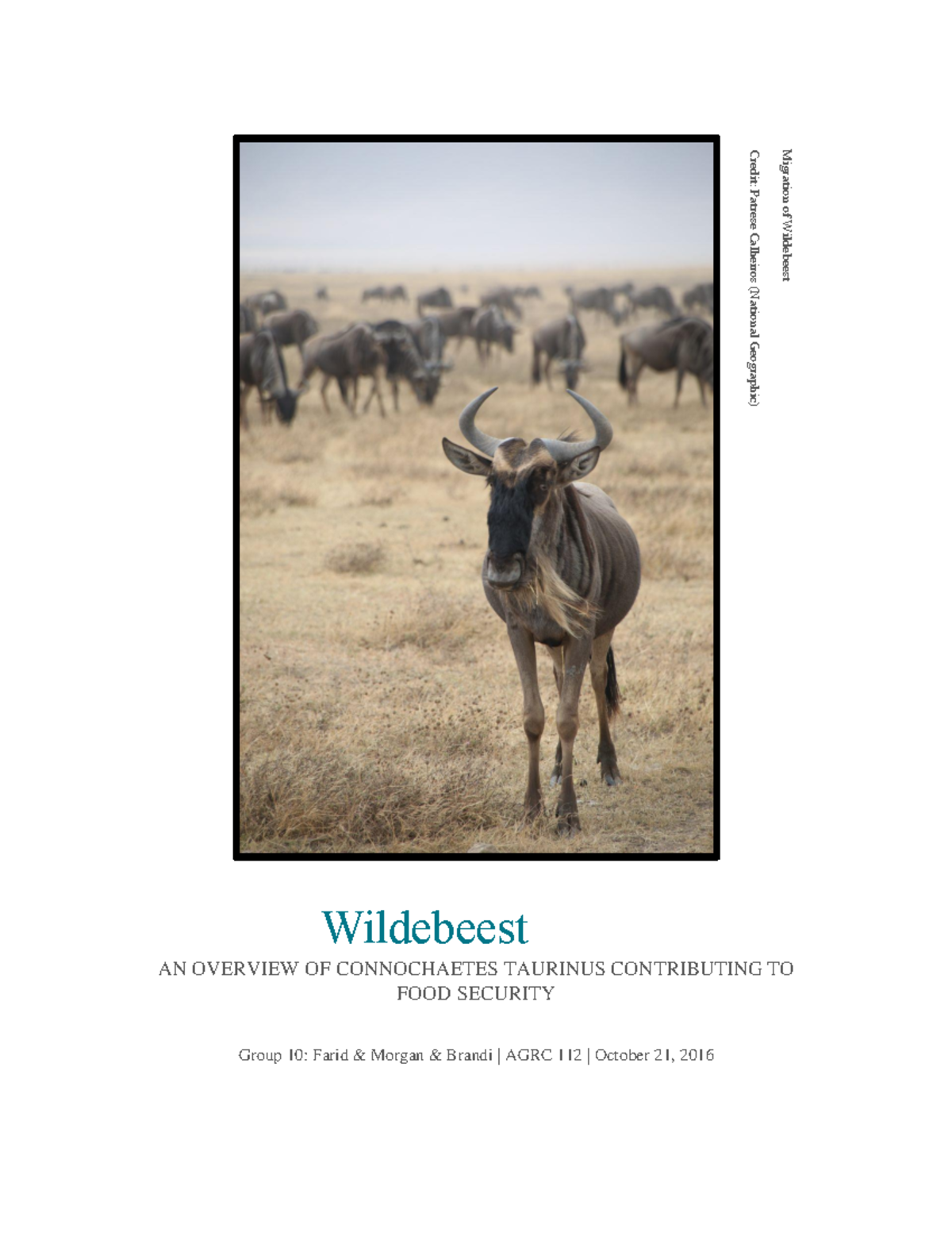 Group 10 Wildebeest Report - Wildebeest AN OVERVIEW OF CONNOCHAETES ...